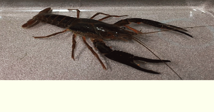 Invasive red crayfish confirmed in Minnesota lake | Outdoors | walkermn.com