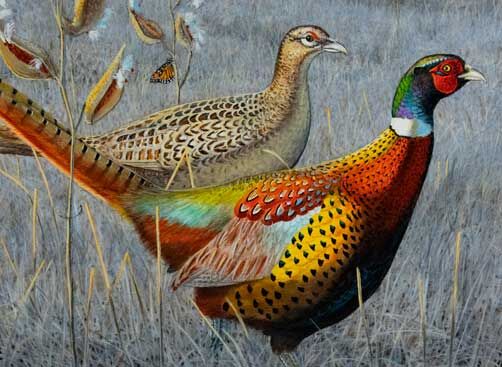 Winners chosen for pheasant, turkey stamp contests | Outdoors ...