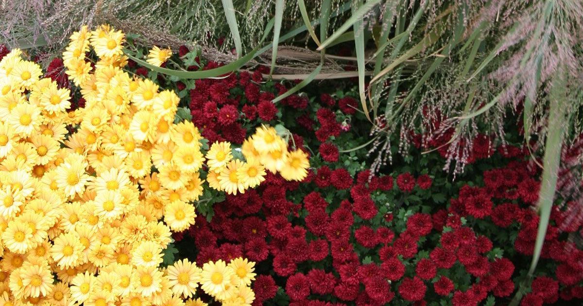 Colorful mums for fall gardens and containers | Outdoors | walkermn.com