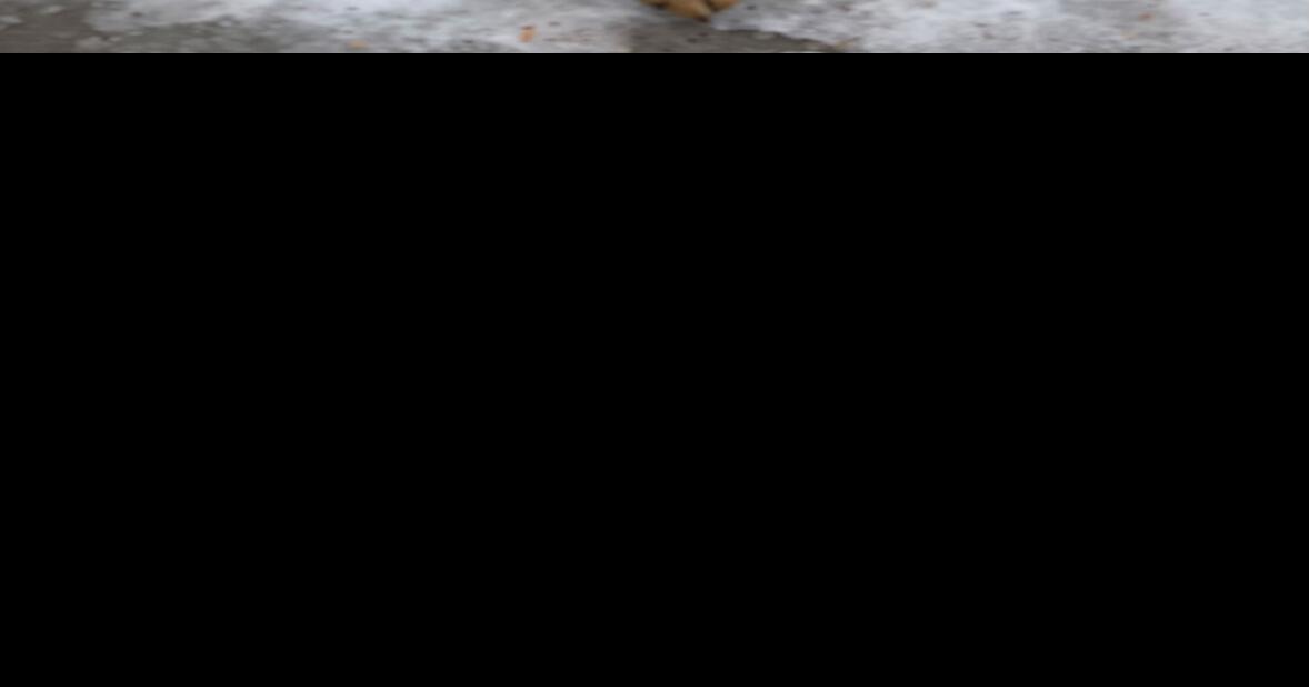 Rusty | News | walkermn.com