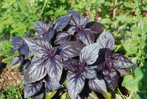 Growing basil in your garden this summer | Outdoors | walkermn.com