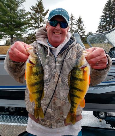 Late fall perch bite ... fantastic | Outdoors | walkermn.com