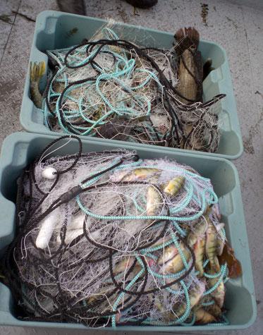 Helping pull gill nets on Leech Lake | News | walkermn.com