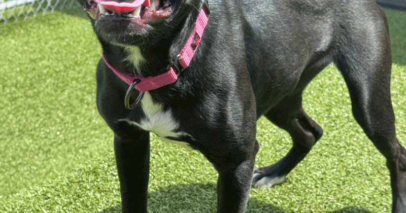 Paws and Claws Pets of the Week | News | walkermn.com