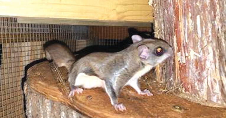 Bugg adds flying squirrels next to his train museum | News ...