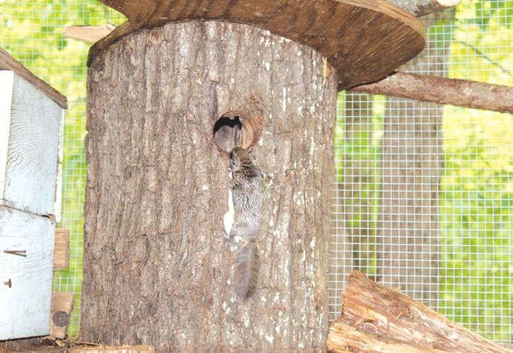 Bugg adds flying squirrels next to his train museum | News ...