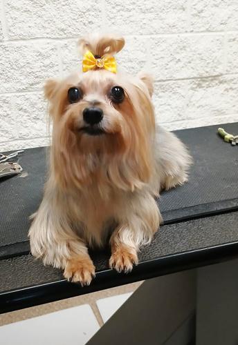All Fluffed Up Pet Salon | News | warrenrecord.com