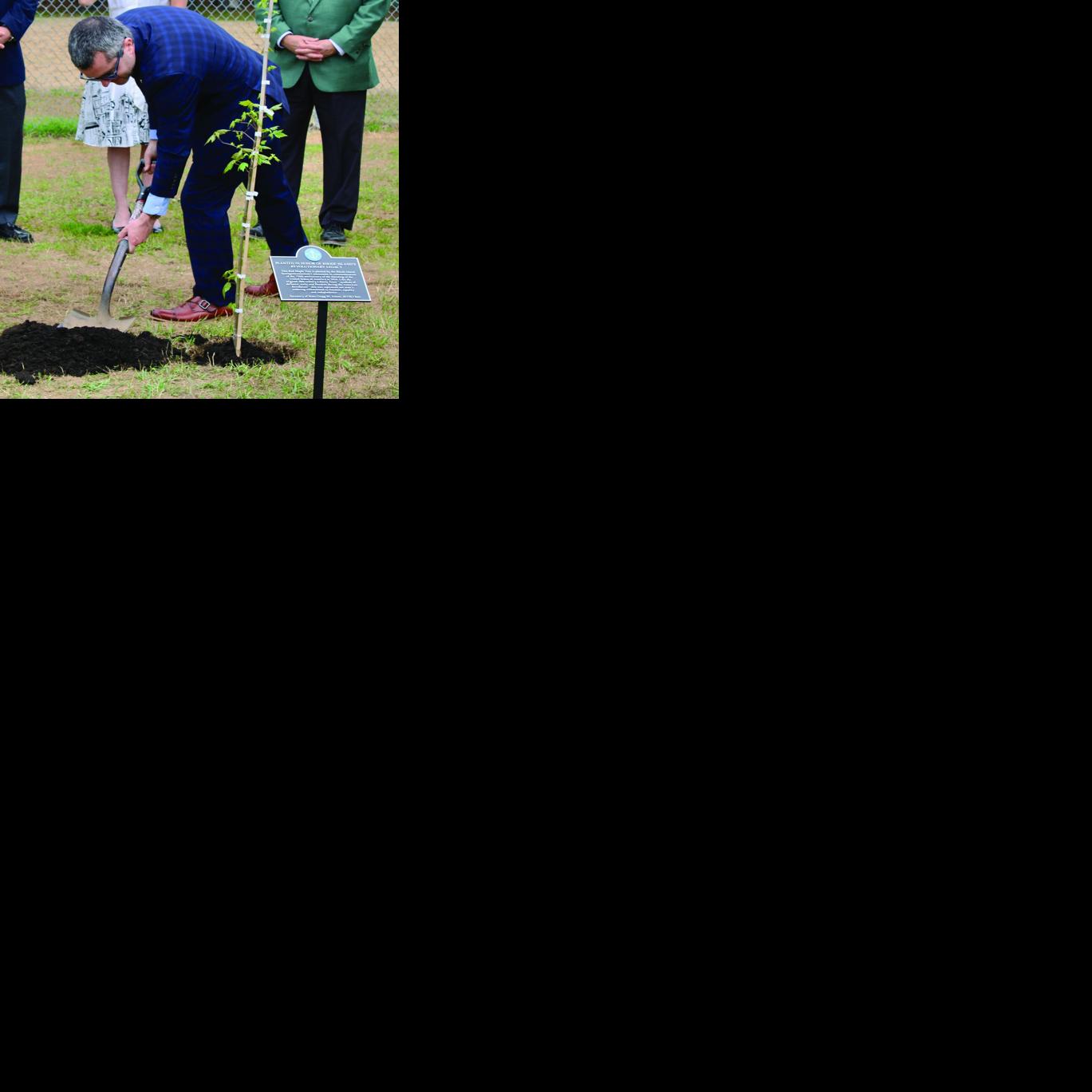 Red maple planted in City Park for nation’s 250th | News ...