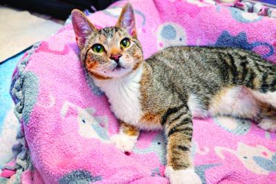 talking cats kittens