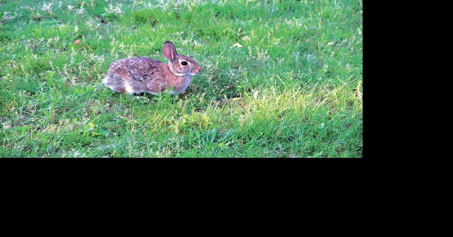 We’re in a ‘bunny boom’ | News | warwickonline.com