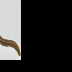 Just in time for spring, jumping worms | Local News | washtimesherald.com
