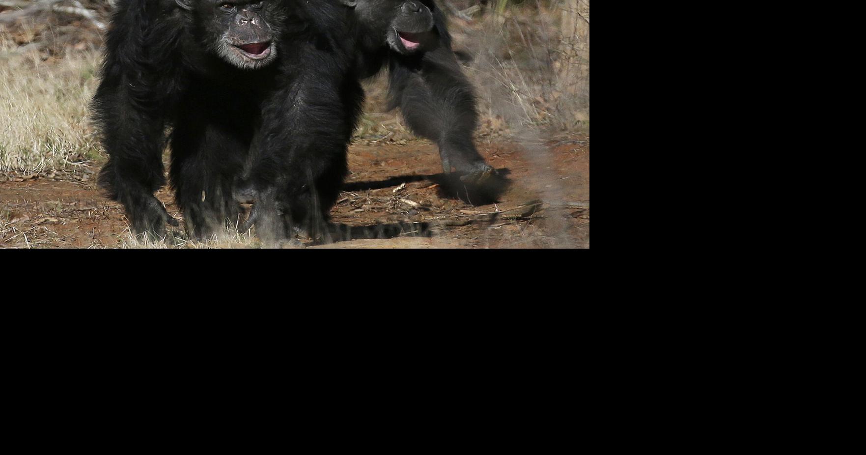 Get a load of this: Humans and great apes share similar giggles ...