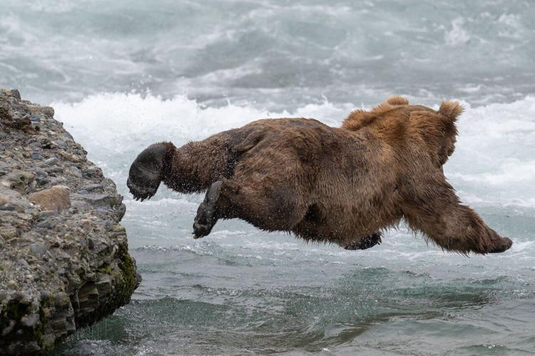 Tony Campbell captures bear, wildlife images in faraway places | News ...