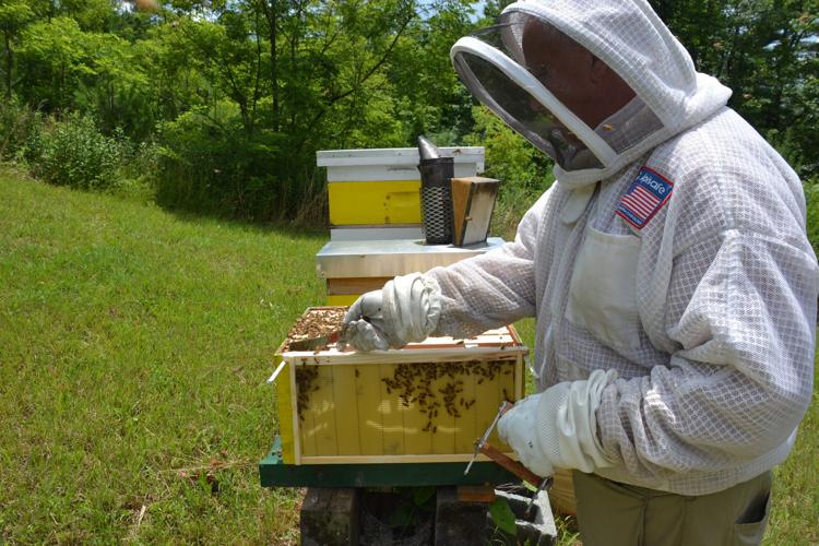 Beauty in the eye of the bee-holder | Community | wataugademocrat.com