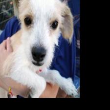 Meet Peaknuckle! | News | wataugademocrat.com