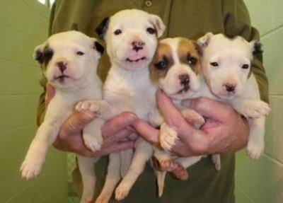 Goodwill to Pets | Columns | wataugademocrat.com