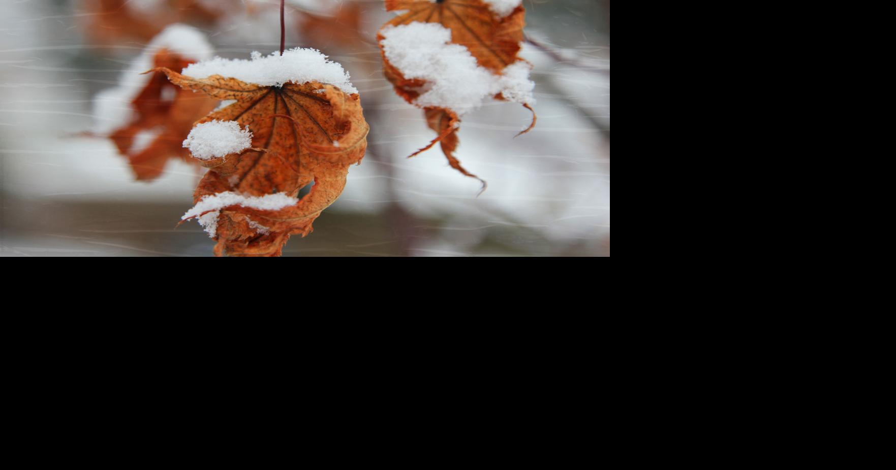 Dear Naturalist: How does wind chill work? | Mountain Times ...