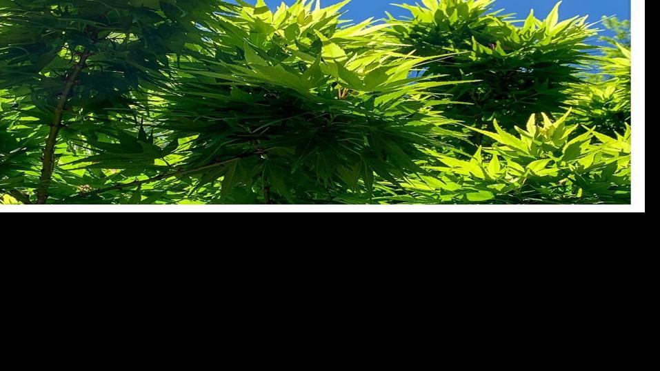 Absentee Gardeners: A tale of a Japanese Maple | Columns ...