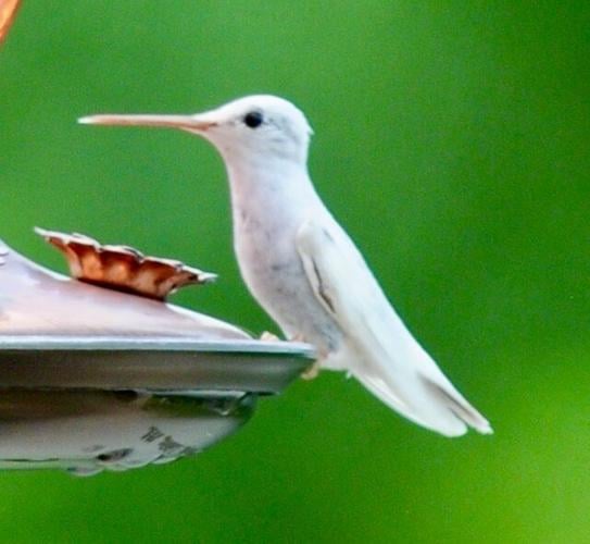 Albino ruby-throated hummingbird spotted in Zionville | Local News ...