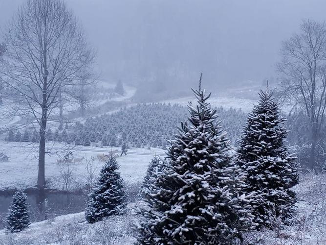 Finding live Christmas trees in the High Country | Columns ...