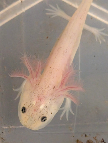 Thousands of axolotls abandoned after Minecraft, Fortnite boom ...