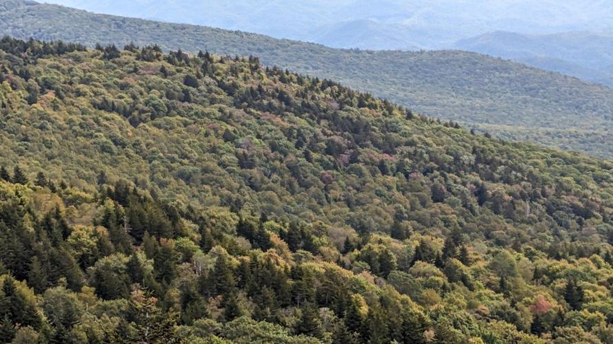 Fall Color Report: Sept. 25 | Local News | wataugademocrat.com