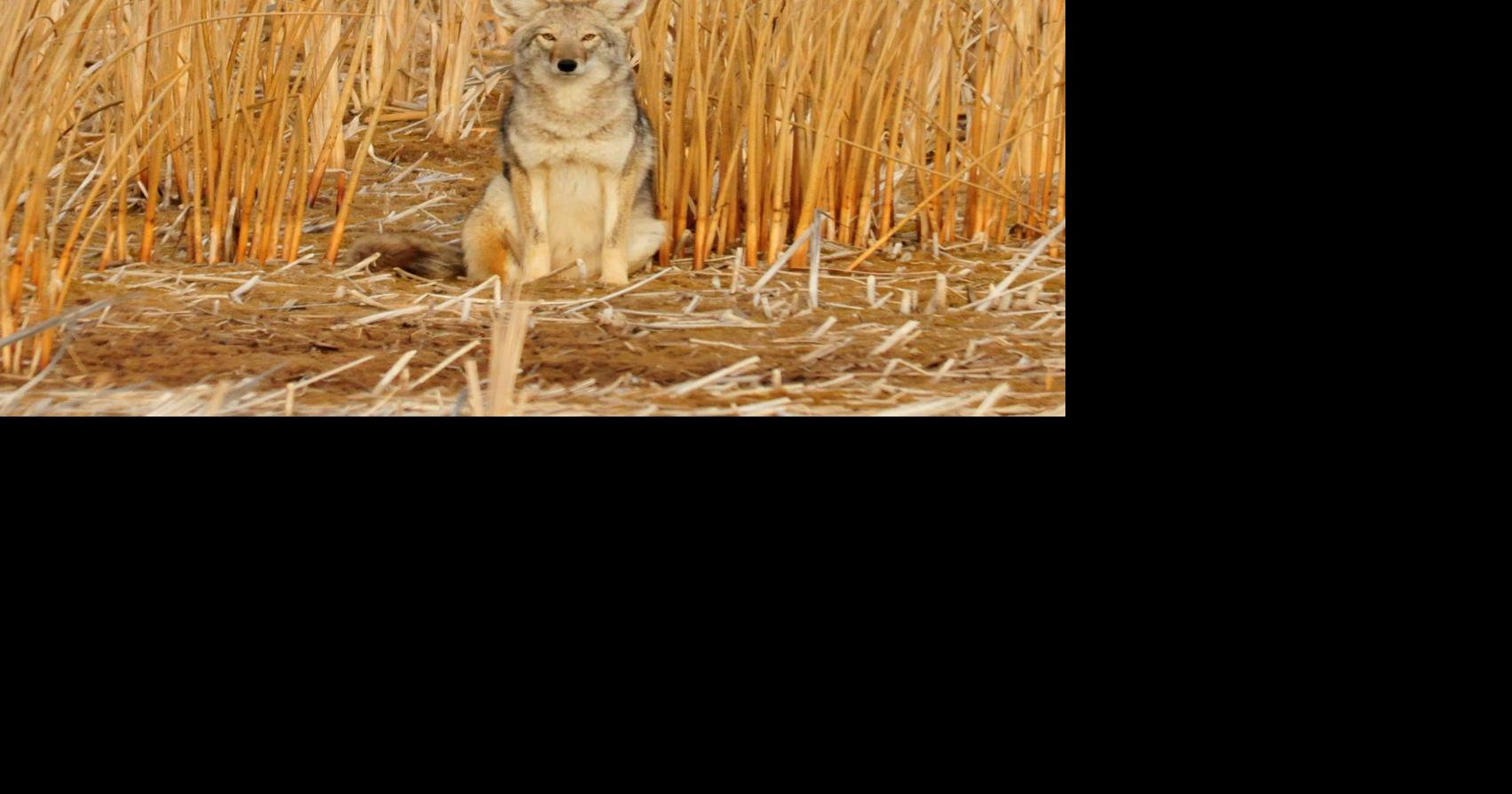 Dear Naturalist: Why do coyotes howl? | Blowing Rocket ...