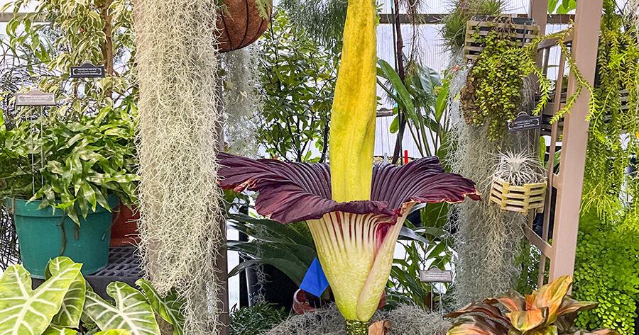 App State’s rare corpse flower, Mongo, blooms in Biology Greenhouse ...