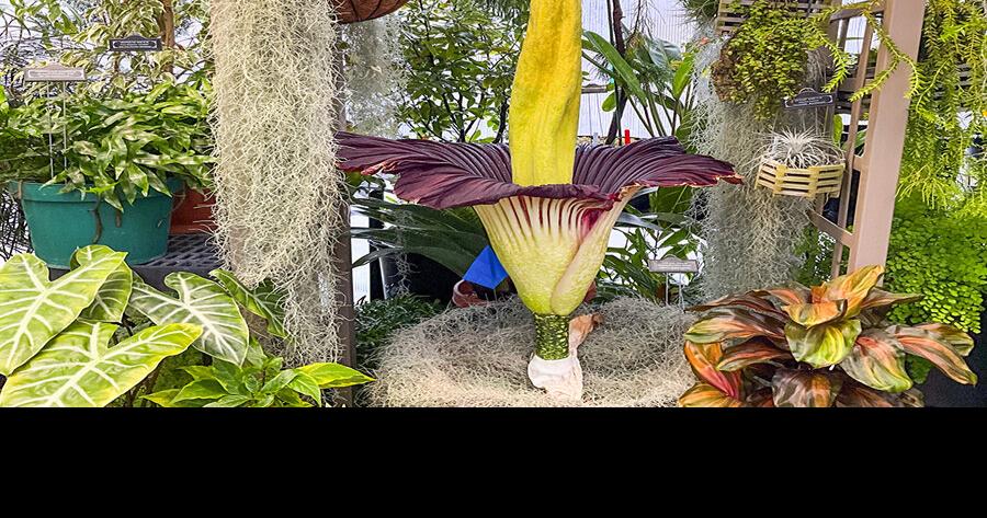App State’s rare corpse flower, Mongo, blooms in Biology Greenhouse ...