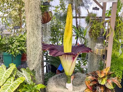App State’s rare corpse flower, Mongo, blooms in Biology Greenhouse ...