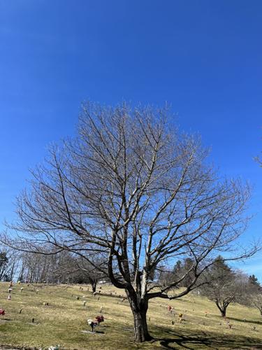Mount Lawn Cemetery to have new ownership under locally started non ...