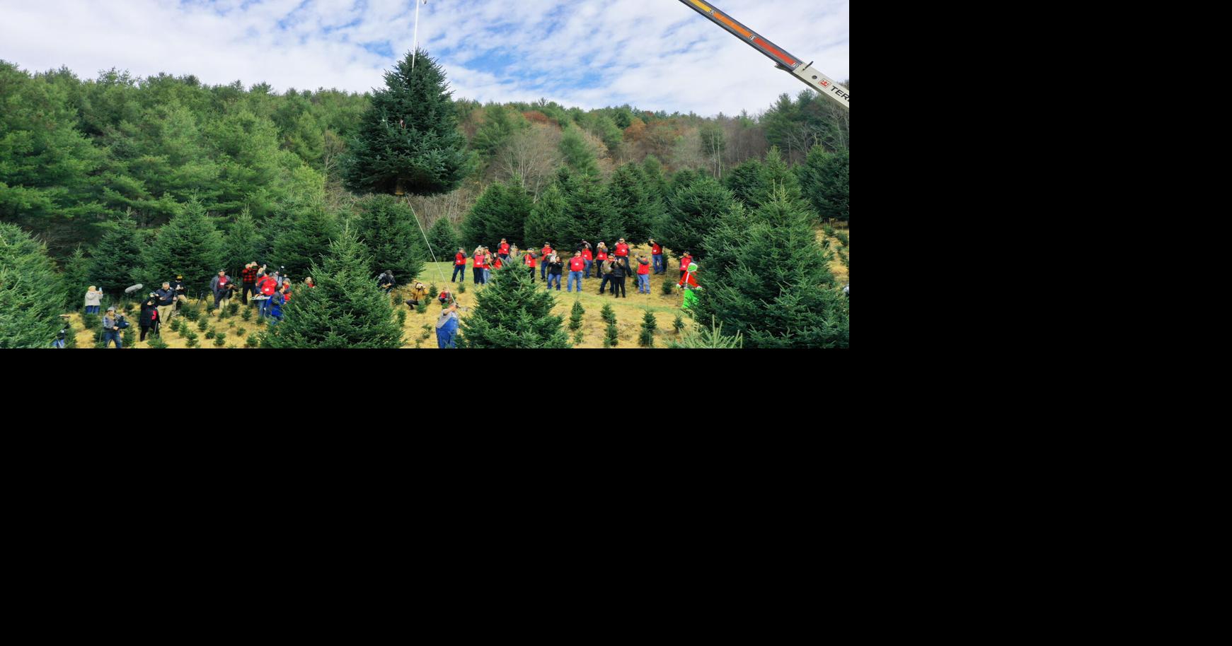 Cline Church Nursery sends Christmas tree to White House | Local News ...