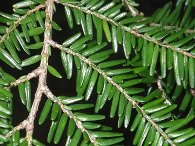 Dear Naturalist: On the Subject of Hemlocks | Columns | wataugademocrat.com