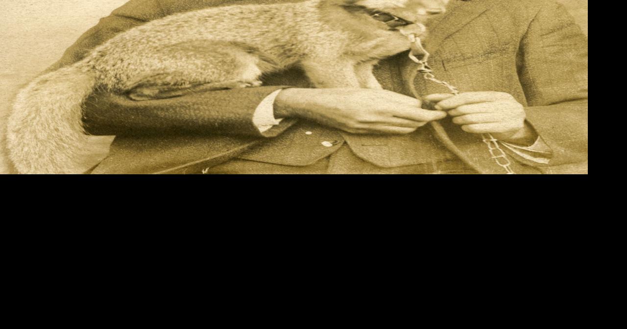 'Animals of Digital Watauga' to take over Jones House gallery | Local ...