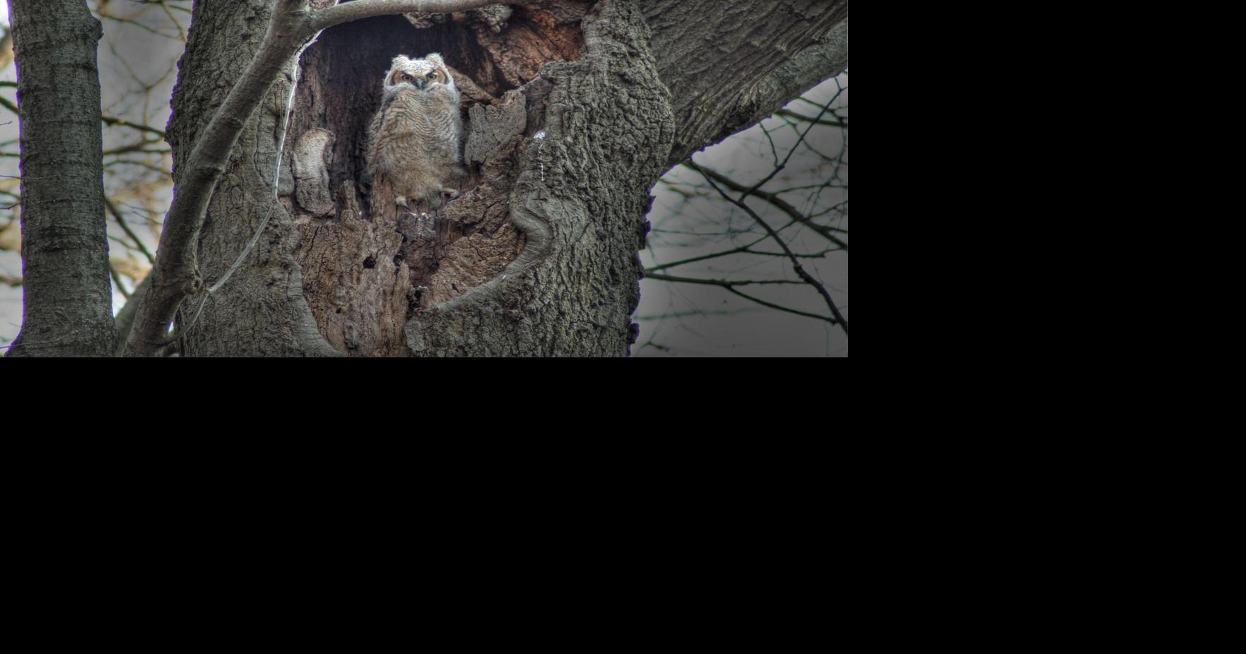 Dear Naturalist: Backyard Breeding: Owls | Columns | wataugademocrat.com