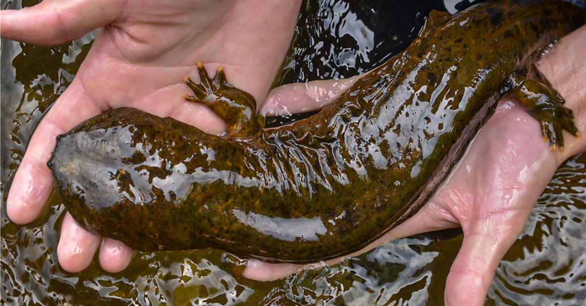 Hellbenders or high-water: conserving local salamander population ...