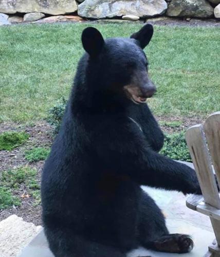 Why so many three-legged bears? | | wataugademocrat.com