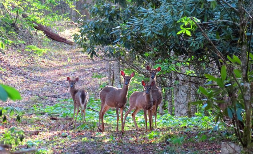 Your Mountain Times guide to the Blue Ridge Parkway 2023 | News ...