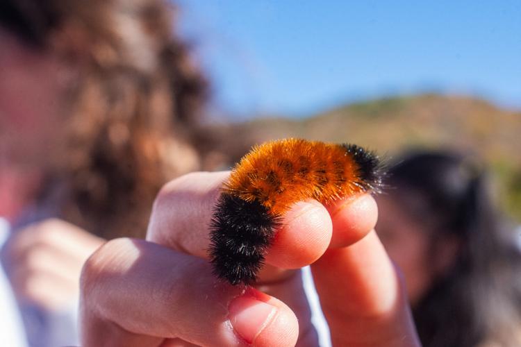 'Jeffrey' wiggles to top prize at 46th annual Woolly Worm Festival ...