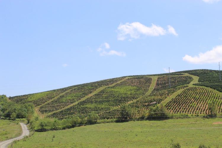 Sustainable and Attainable: Fraser Firs provide a boost to the High ...