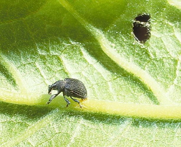 Pests affecting poplars, oaks in WNC | News | wataugademocrat.com