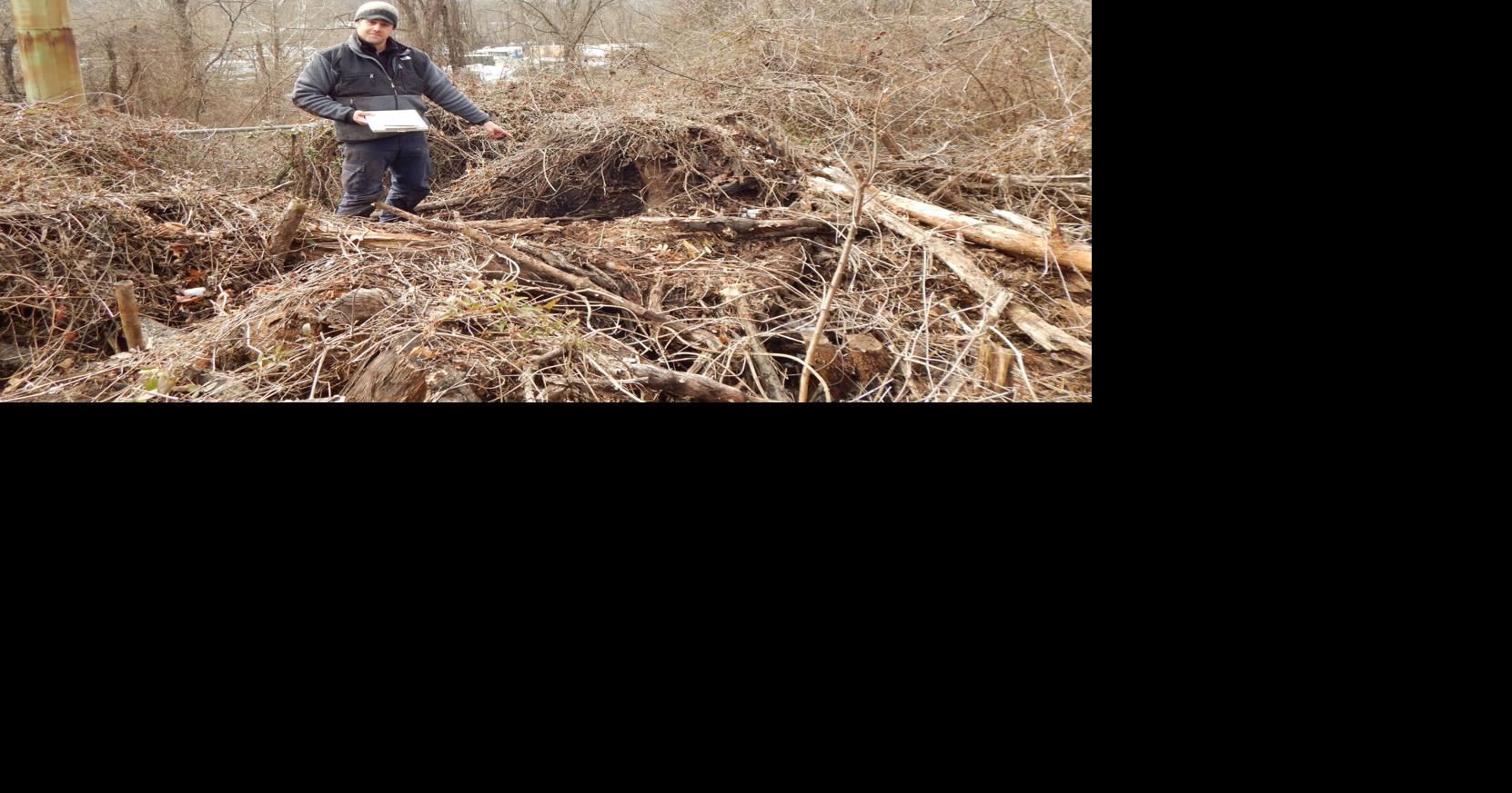 NCWRC: Bears are denning. Here's what to do and not to do ...