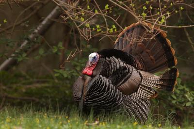 Wild turkey season opens in North Carolina on April 1 | Mountain Times ...
