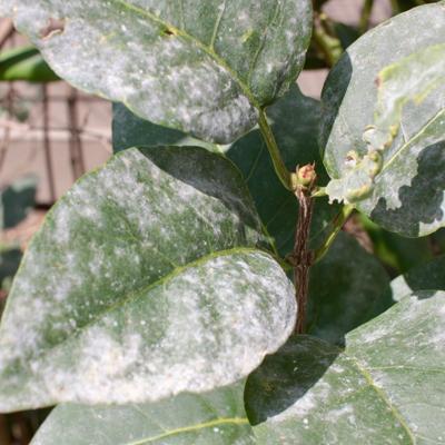 Absentee Gardeners: The dreaded powdery mildew | Columns ...