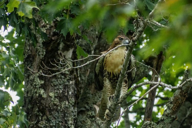 LMC May Wildlife Rehabilitation Center releases red-tailed hawk ...