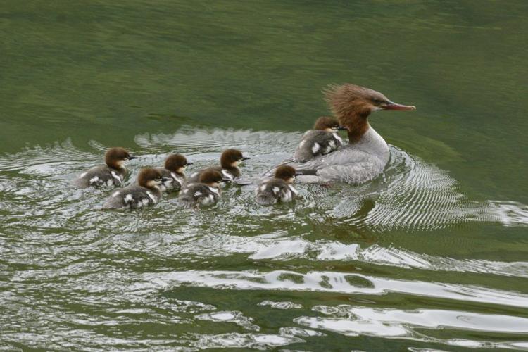 do merganser ducks migrate