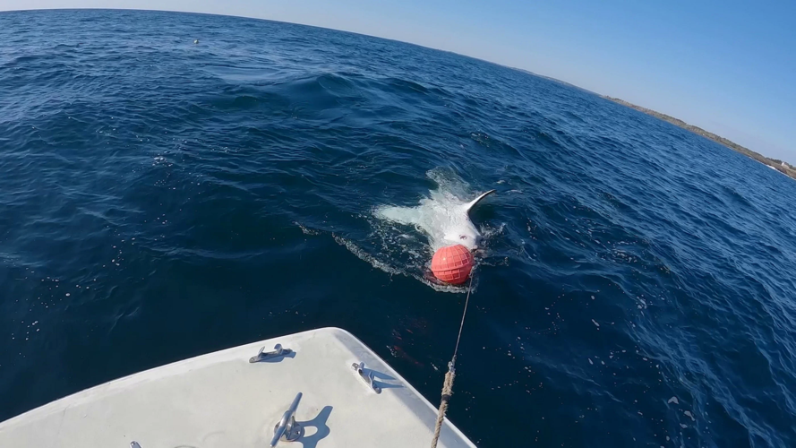 1,000-pound shark spotted super close to Alabama shoreline | National ...