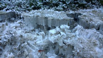 Dear Naturalist: Winter curiosity | Columns | wataugademocrat.com