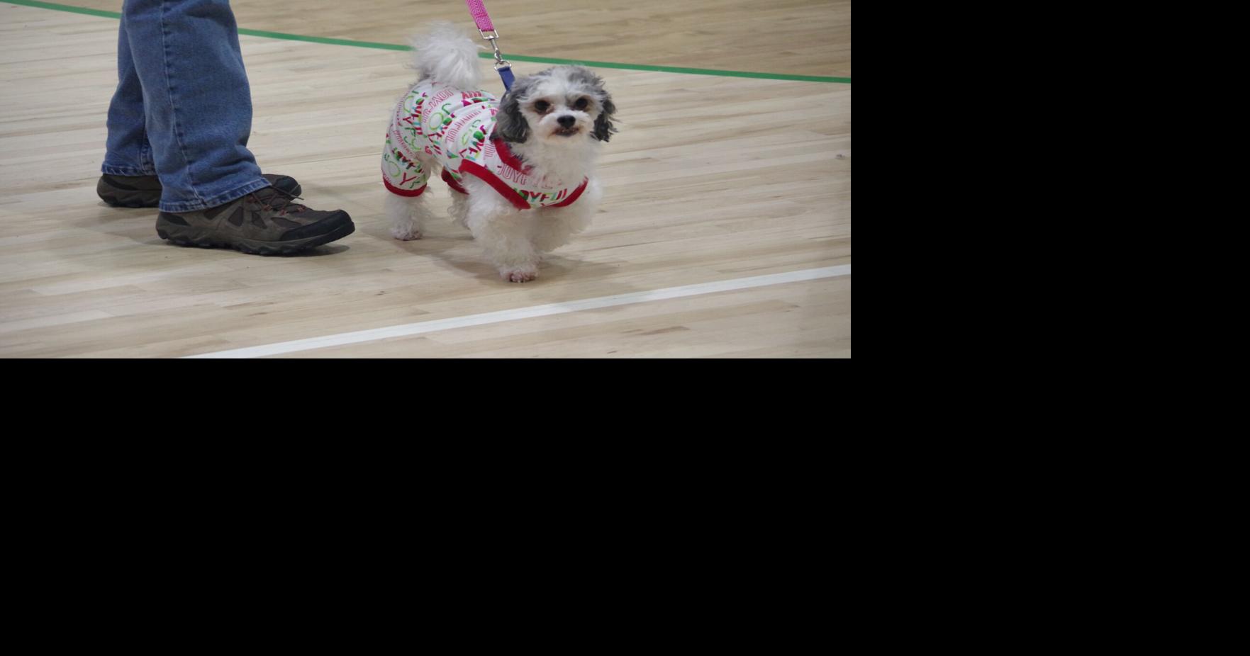 WinterPaws in Photos | Community | wataugademocrat.com