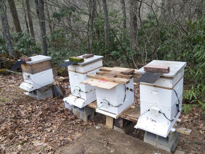 App State team’s beehive monitoring system buzzes toward market with ...